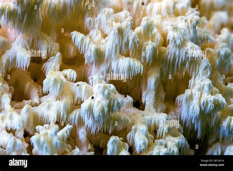Comb Tooth Mushroom Coral Tooth Hericium Coralloides Hericium