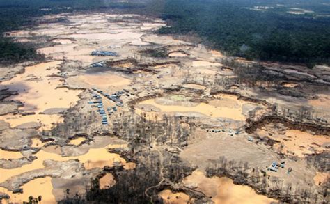 Amazon Forests Poisoned By Mercury From Illegal Gold Mining Wfu Biology