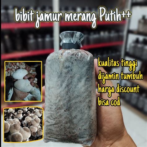 Jual Bibit Jamur Merang Farietas Putih Shopee Indonesia
