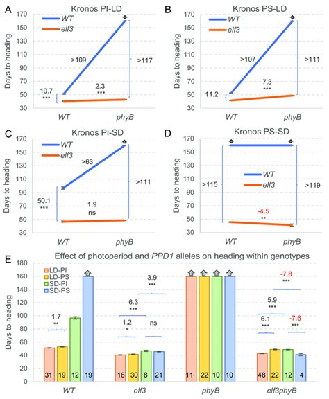Effect Of Phyb And Elf3 Mutations On Wheat Heading Time A B Long