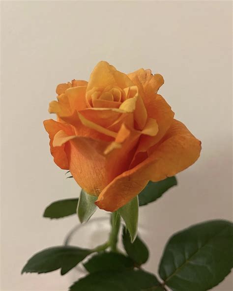 毛穴レスな肌を育てるケア方法とは Slow Beauty And Relaxing