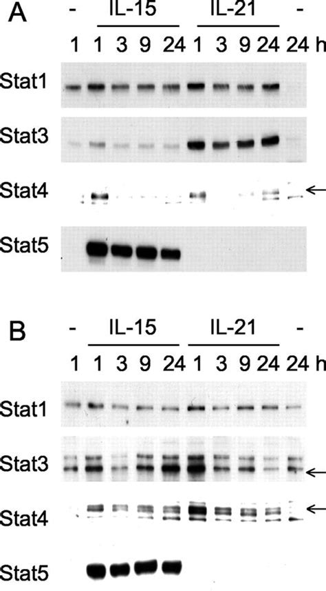 Il 21 In Synergy With Il 15 Or Il 18 Enhances Ifn γ Production In Human