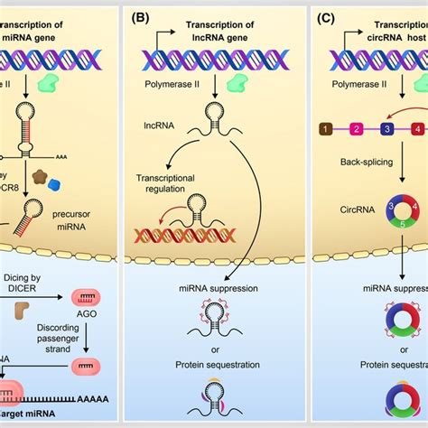 Photoaging Models Monolayer Cultures 2 Dimensional Cell Culture Download Scientific Diagram