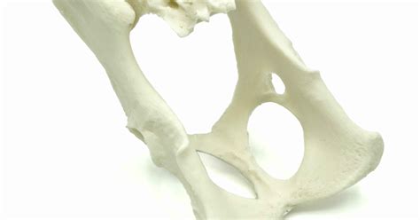 Feline Pelvis Vetiqo