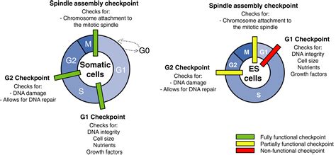 Cell Cycle Checkpoints Dna Damage