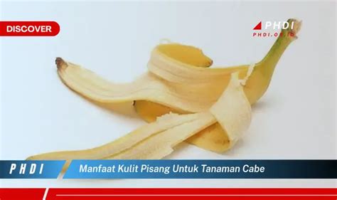 Temukan Manfaat Kulit Pisang Untuk Tanaman Cabe Yang Jarang Diketahui