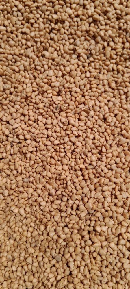 Natural Guava Seed For Agriculture Packaging Type Pp Bag At ₹ 250 Kg