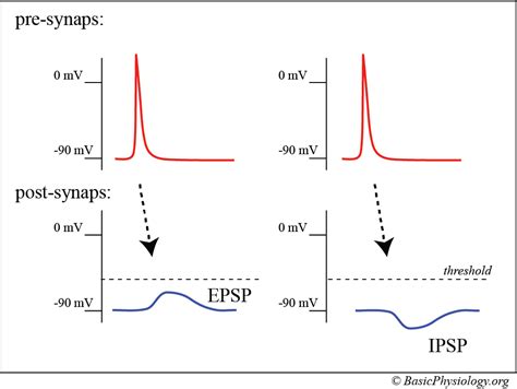 A 3 7 The Chemical Synapse