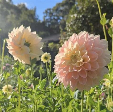 Gosia Sophias Pink Lemonade Dahlia Hills Farm