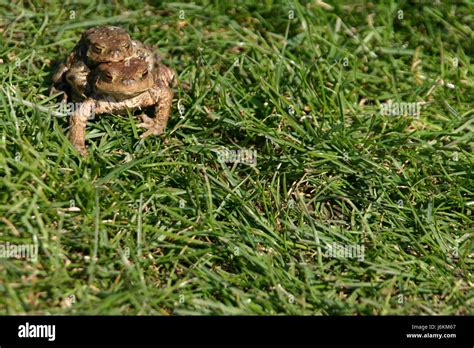 Amphibians Toads Mating Season Hike Go Hiking Ramble Skin Black Eyes Amphibians Stock Photo Alamy