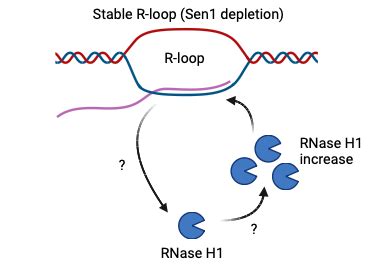 Project Understanding Rnase H Regulation At Telomeres And Beyond R Rtg