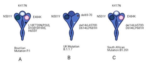 Schematic Representation Of Spike Variants A Brazilian Mutation Download Scientific Diagram