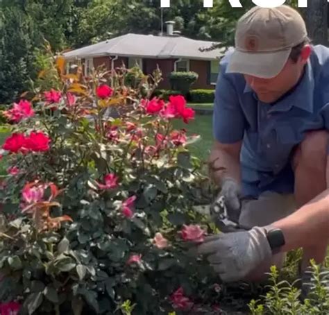 How To Prune Knock Out Roses 5 Leaf Secret Tlr