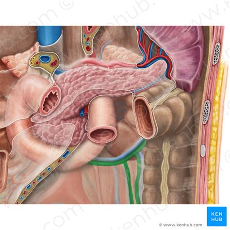 Left Colic Artery Anatomy Branches Supply Kenhub