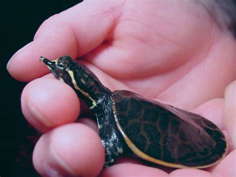 Florida Softshell Turtle Facts Habitat Diet Life Cycle Pictures