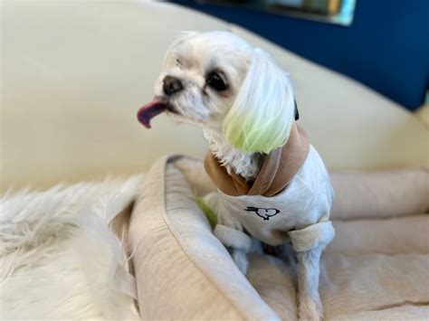 말티즈 솔 샴입양 셀커크렉스입양 스코티쉬폴드입양 스핑크스입양 아메리칸숏헤어입양 아비시니안입양 터키시앙고라입양 페르시안입양 애완견입양 반려견입양 털빠짐없는소형견종류