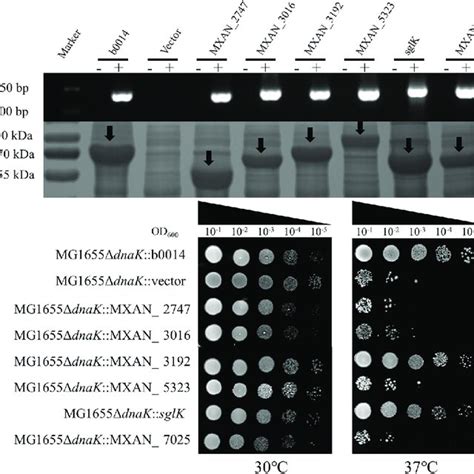 Dependence Of Bicarbonate And Carbonate Ion Concentration On Ph Graph