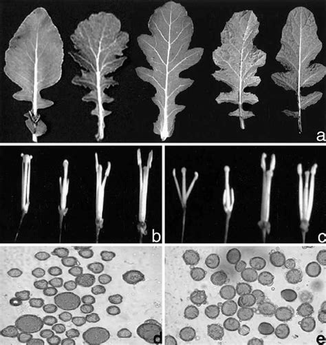 A Leaf Morphology Of Left To Right Brassica Rapa Erucastrum