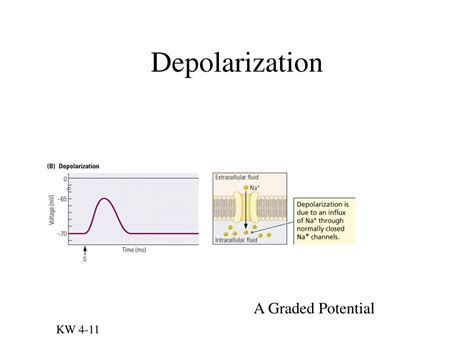 Ppt Understanding Neural Communication Action Potentials Graded