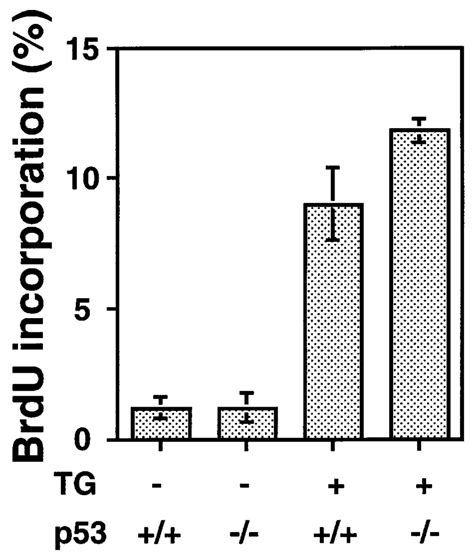 Dna Synthesis In The Skin Detected By Brdu Labelling Four Day Old Wild