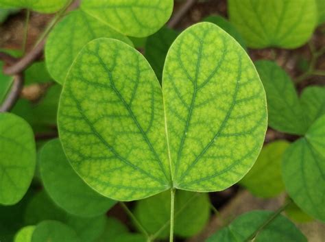 Types Of Compound Leaves Happy Botanist
