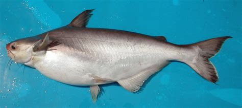 Basa Fish What Is Basa Fish How Does Basa Catfish Taste