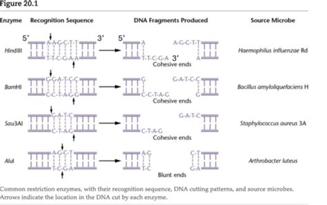 Genetics Exam 5 Lecture 17 Flashcards Quizlet