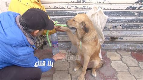 Bila Kinaa عندو فيرمة متاع كلاب مالينوا ماللي كان لونو أصفرقصة وغرام وطريقة تربية ولا أروع