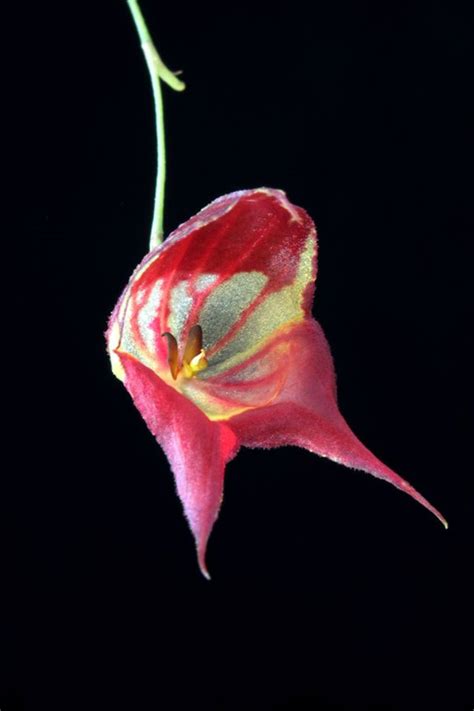 Lepanthes Lths Sonoma County Orchid Society
