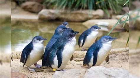 Nova Espécie Extinta De Pinguins é Descoberta Na Nova Zelândia Arede