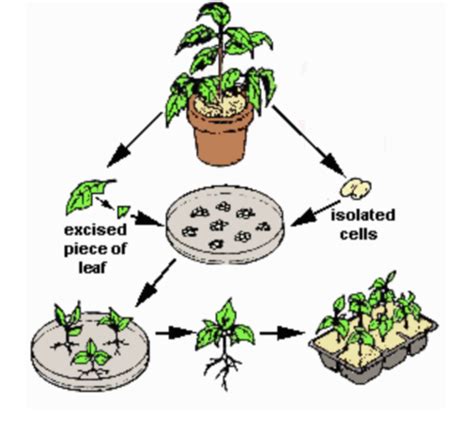 Study Material On Plant Propagation Techniques Sexual And Asexual