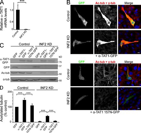 Figure 3 From The Actin Mrtf Srf Transcriptional Circuit Controls