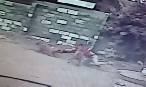 Suspected Burglar Mauled By Two Loyal Guard Dogs Following Roof Top