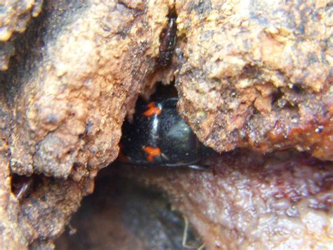 ヨツボシケシキスイ みんなでつくる高良川昆虫図鑑