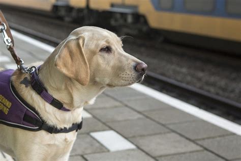 当会について 徳島の盲導犬を育てる会