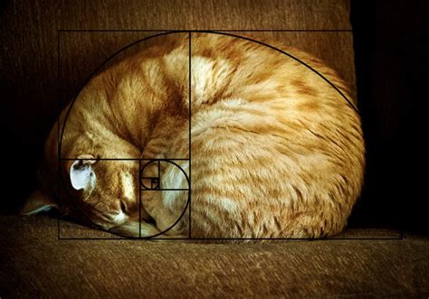 Fibonacci S Cat Artofit