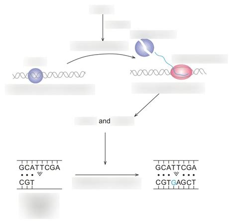 Exam 2 Error Prone Sos Bypass Diagram Quizlet