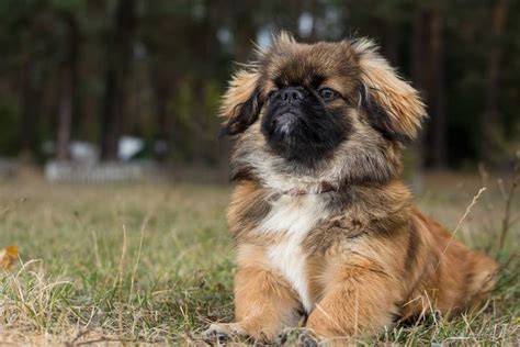 Loud Top 10 Most Barking Dog Breeds