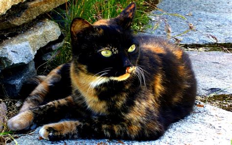 Beautiful Cat Cats Wallpaper Fanpop