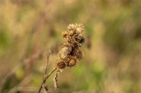 야생화 엉 겅 퀴 매 도우 꽃 Pixabay의 무료 사진 Pixabay