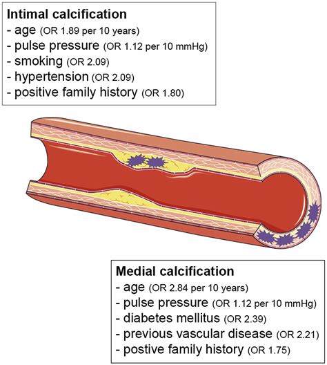 Risk Factors For Atherosclerotic And Medial Arterial Calcification Of