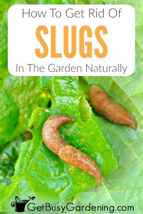 How To Get Rid Of Slugs In Your Garden Naturally Garden Pests