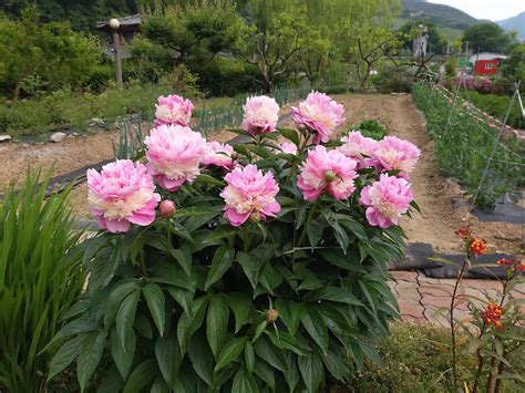 202205 작약 송학사랑