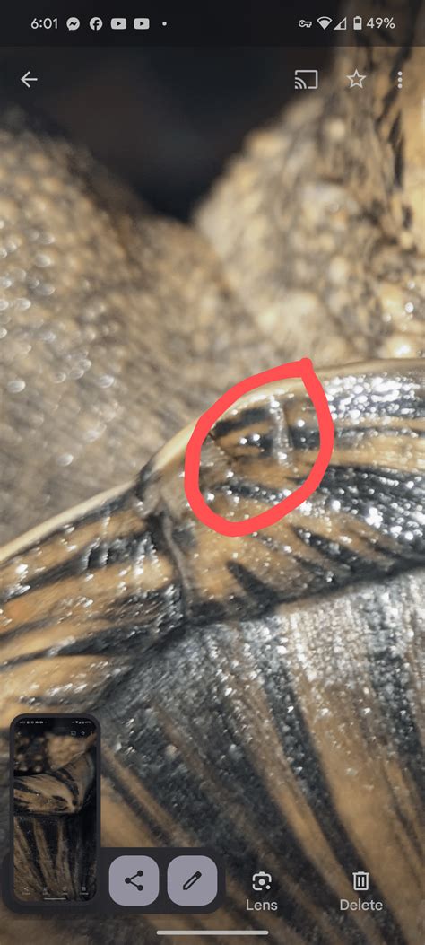 something wrong with shell r snappingturtles