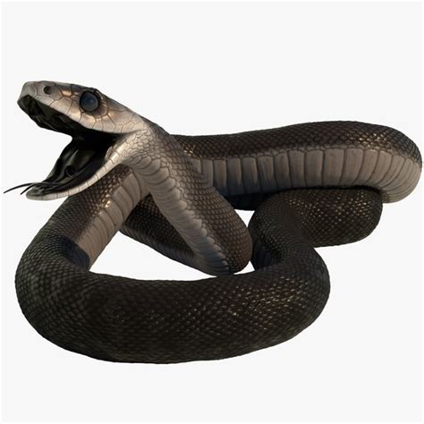Black Mamba Rigged Animated Modelo 3d Turbosquid 1724803