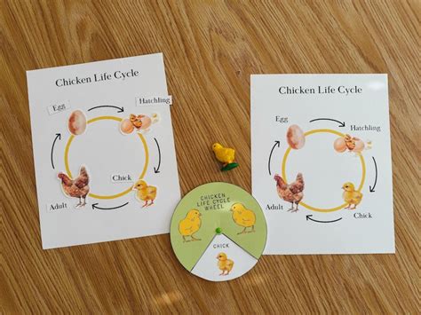 Chicken Life Cycle Wheel And Worksheet Homeschool Learning Resource