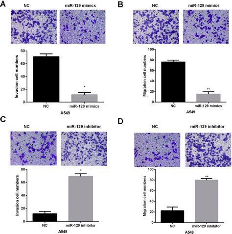 Mir 129 Overexpression Suppressed A549 Cell Migration And Invasion A