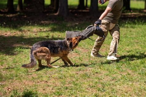 A Cowardly German Shepherd In Aggression Training With A Cynologist