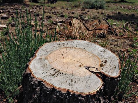 stumped by crazyskullz1021 on deviantart