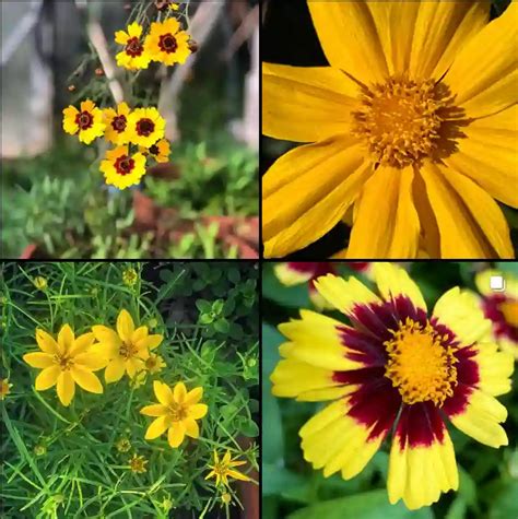 39 Species In Genus Coreopsis